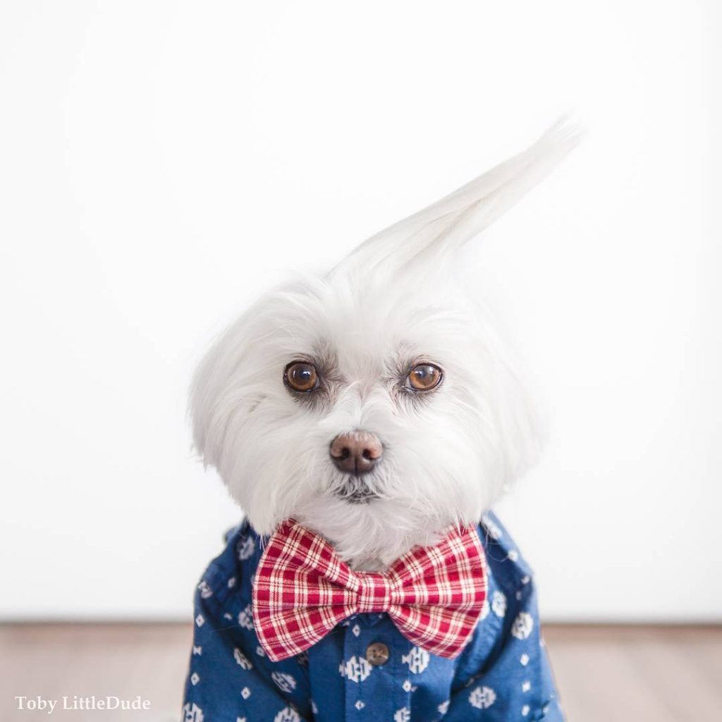 Cinco perfis de cachorros que você precisa seguir no Instagram