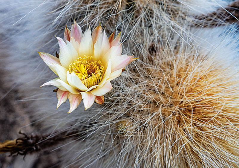 flor de cardon - VERSATILLE